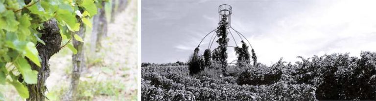 Bocksbeutelweingut – Michael Scheller